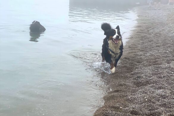 Woof Walk Challenge – Week 8 Update! - Help! I've Got Pets