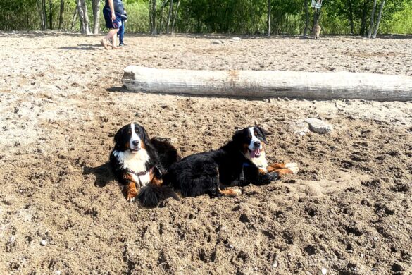 Woof Walk Challenge – Week 7 Update! - Help! I've Got Pets