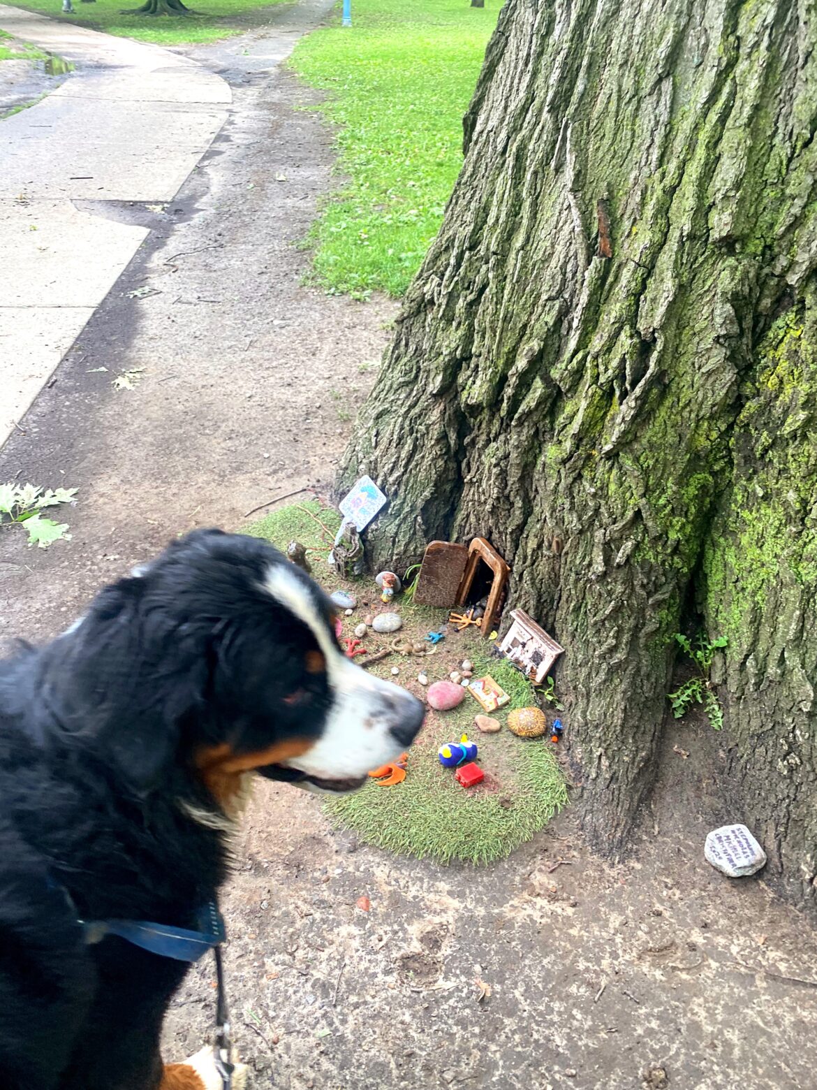 Woof Walk Challenge – Week 7 Update! - Help! I've Got Pets