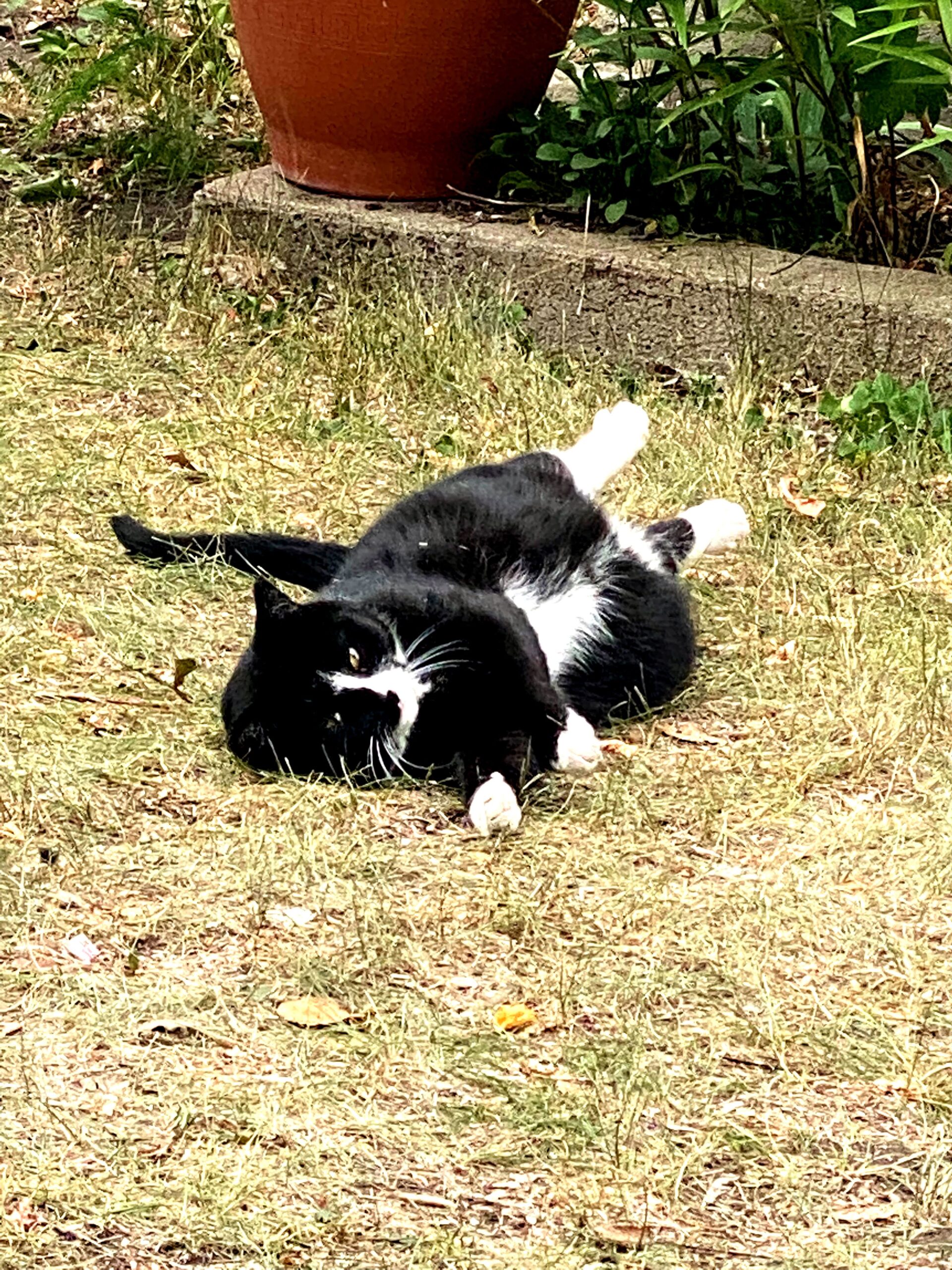 Find Out What Catnip Does To Your Cat - Help! I've Got Pets