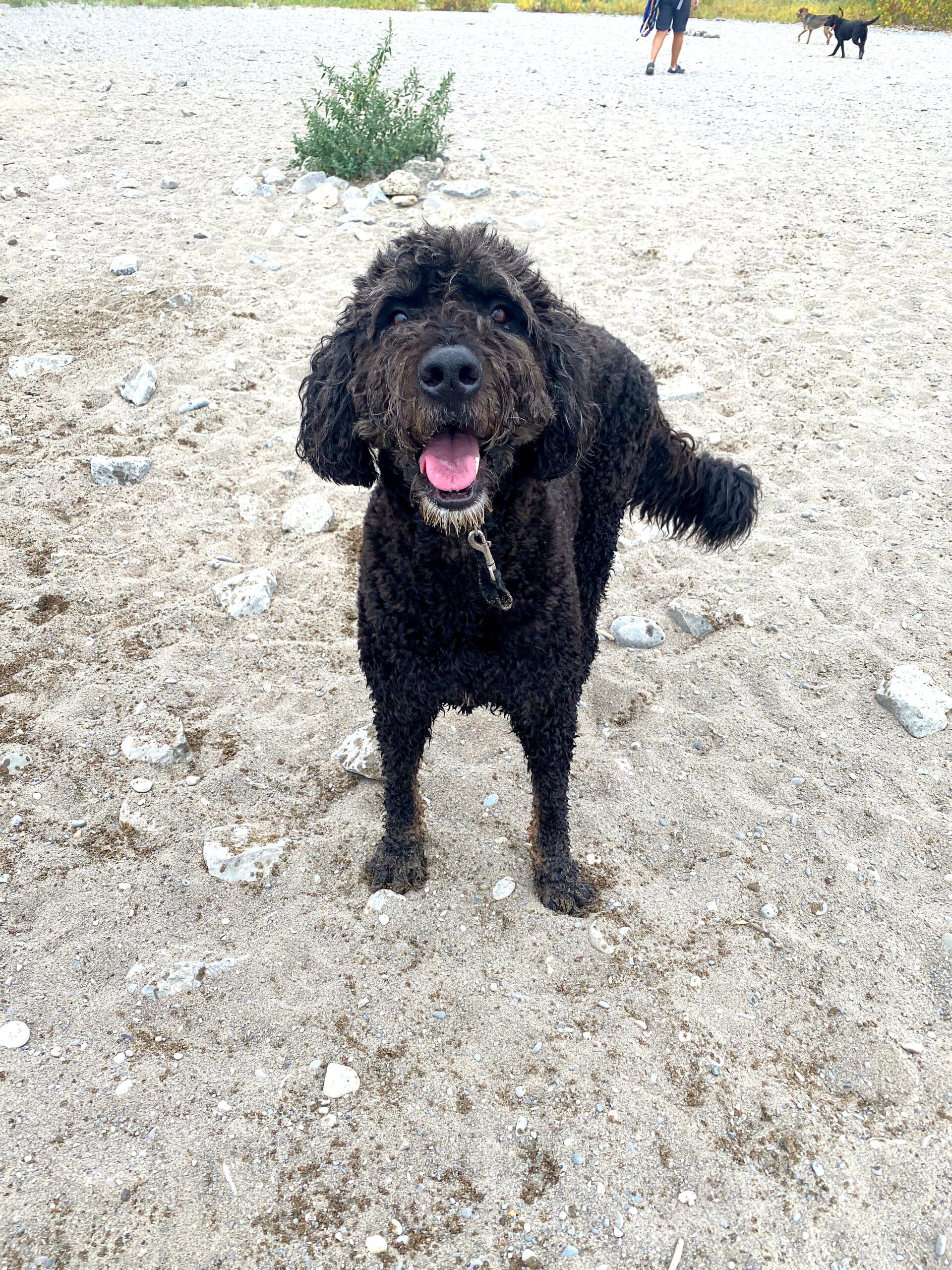 Why Does My Dog Smell So Bad? - Help! I've Got Pets