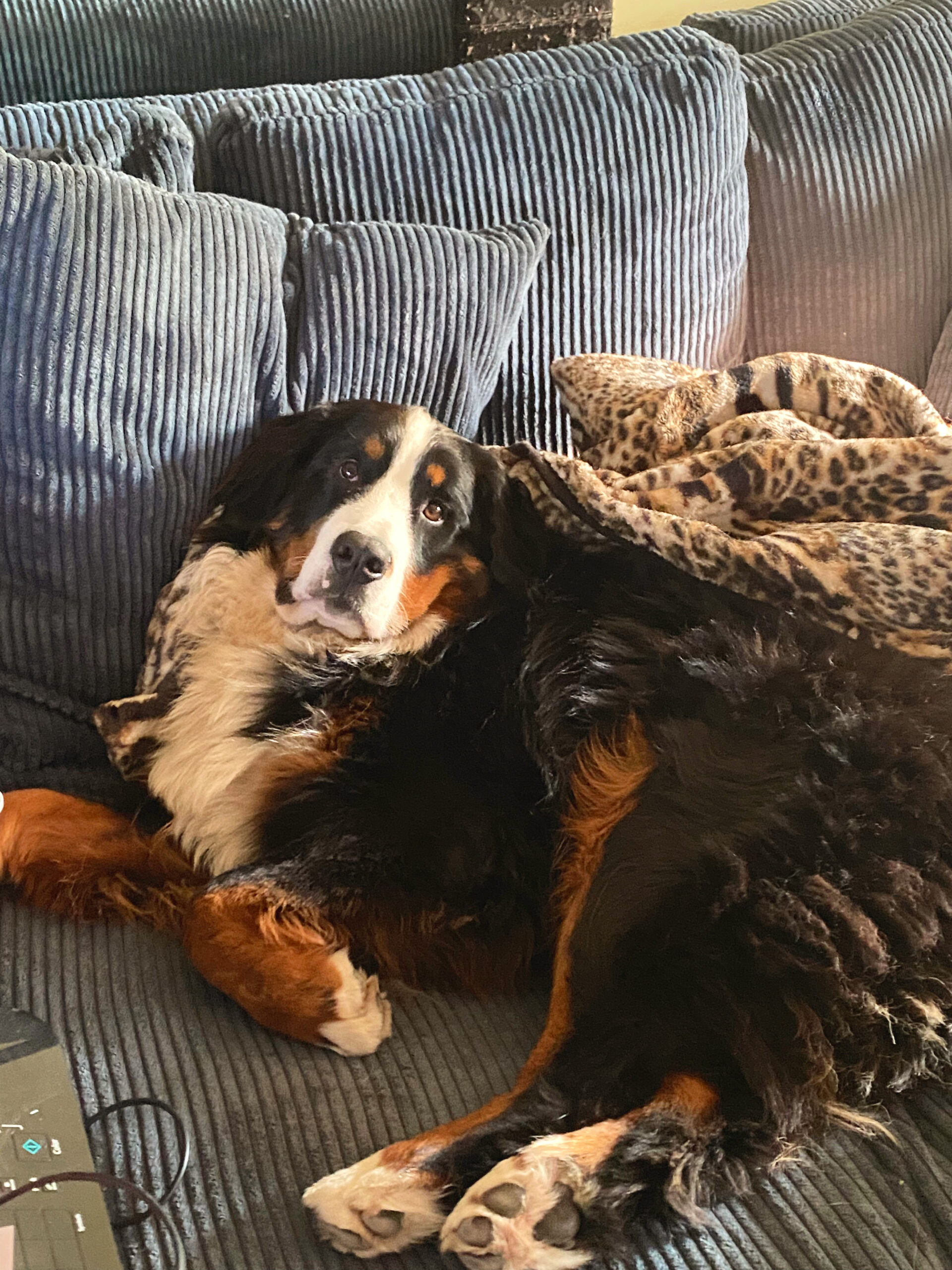 Why Does My Dog Smell So Bad? - Help! I've Got Pets