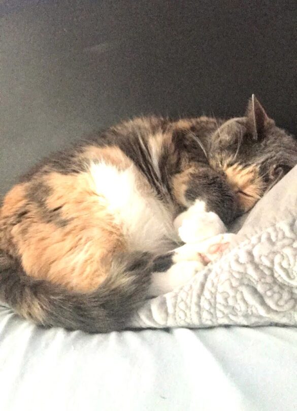 How Do You Know If Your Cat Is Happy? - Help! I've Got Pets