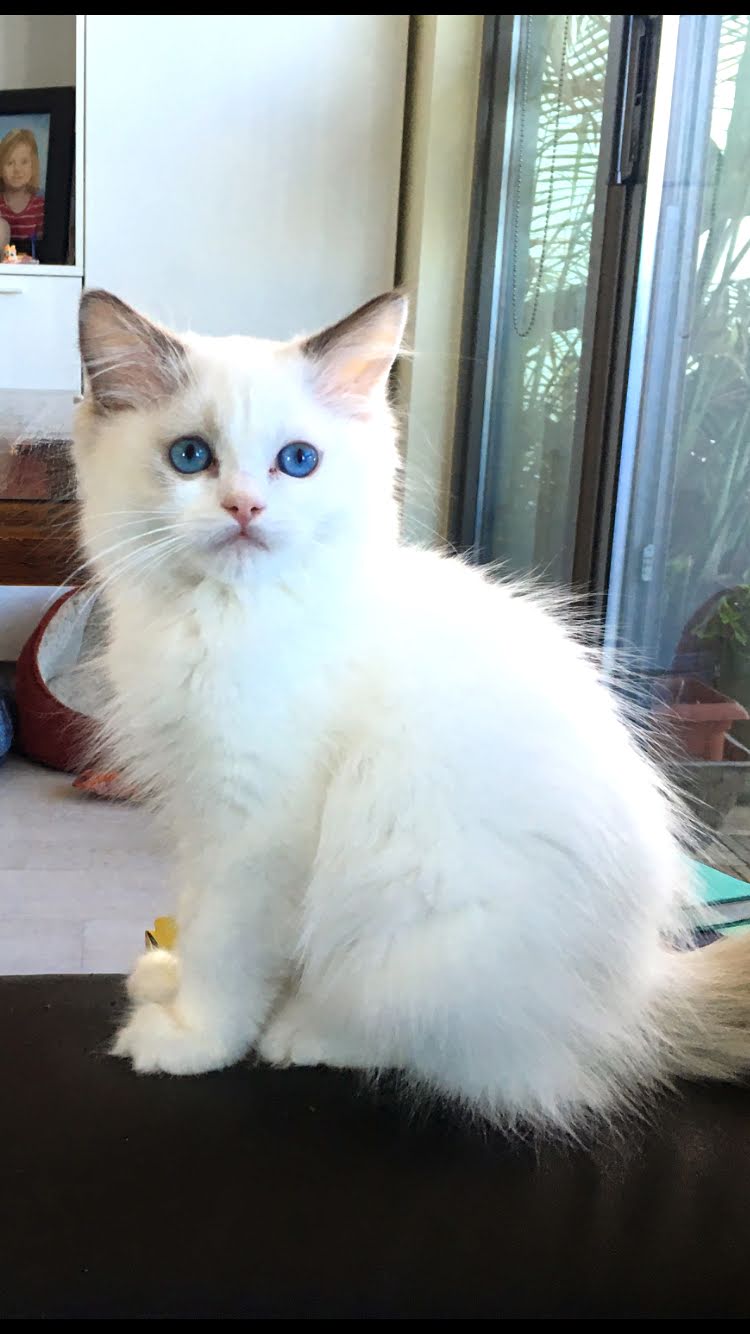 What Is My Cat DOING? Odd Cat Behaviors!