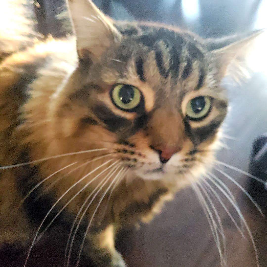 What Is My Cat DOING? Odd Cat Behaviors!