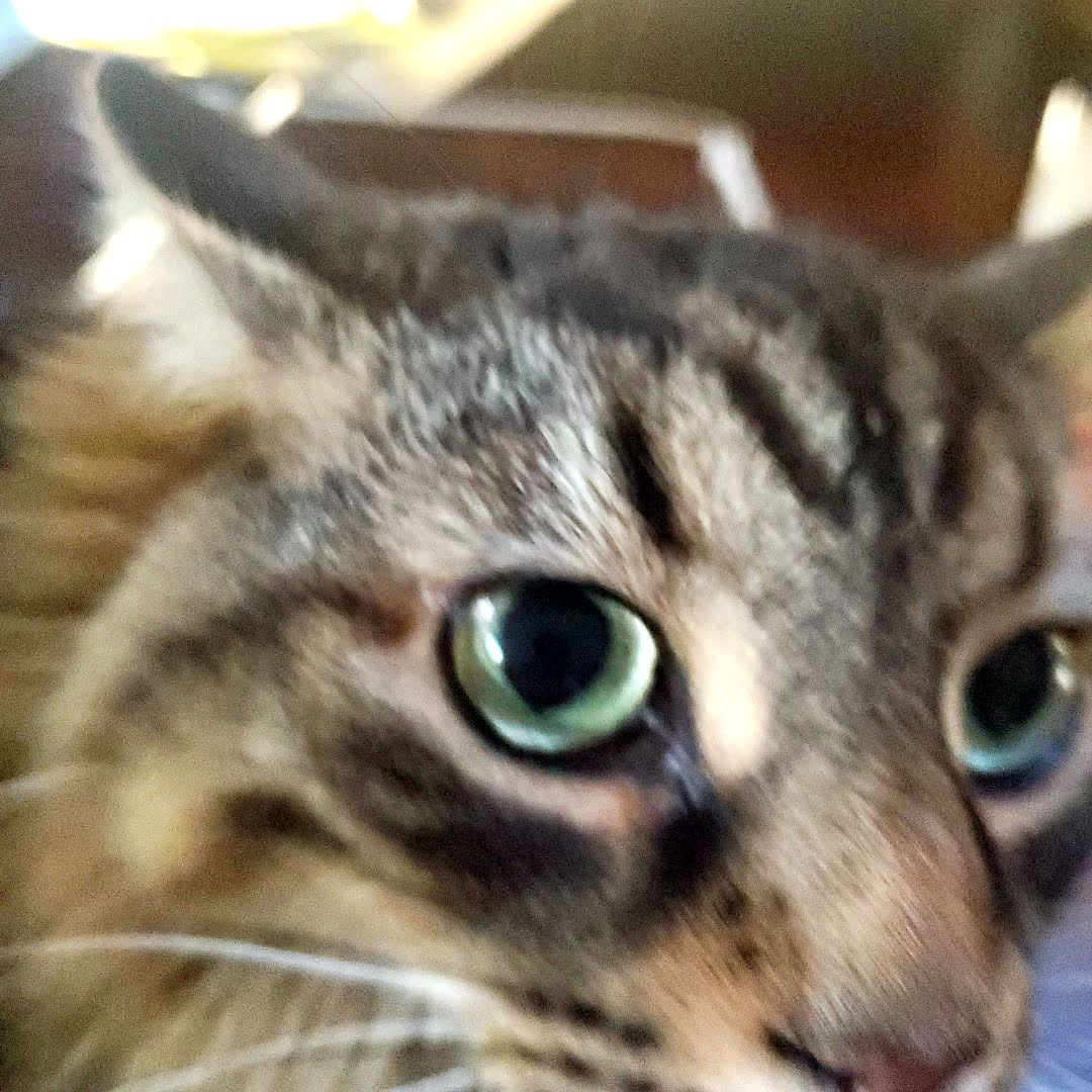 What Is My Cat DOING? Odd Cat Behaviors!