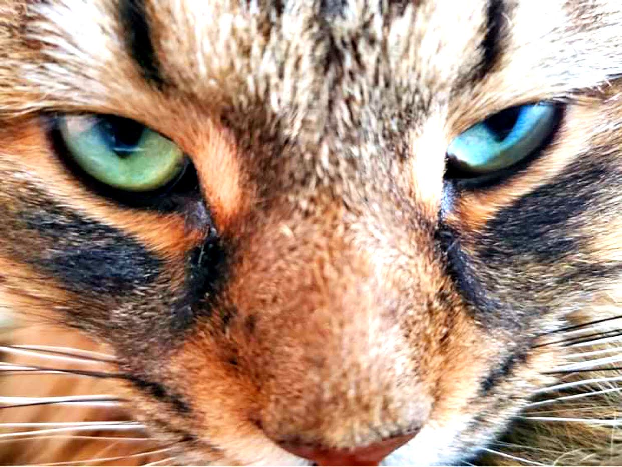 What Is My Cat DOING? Odd Cat Behaviors!