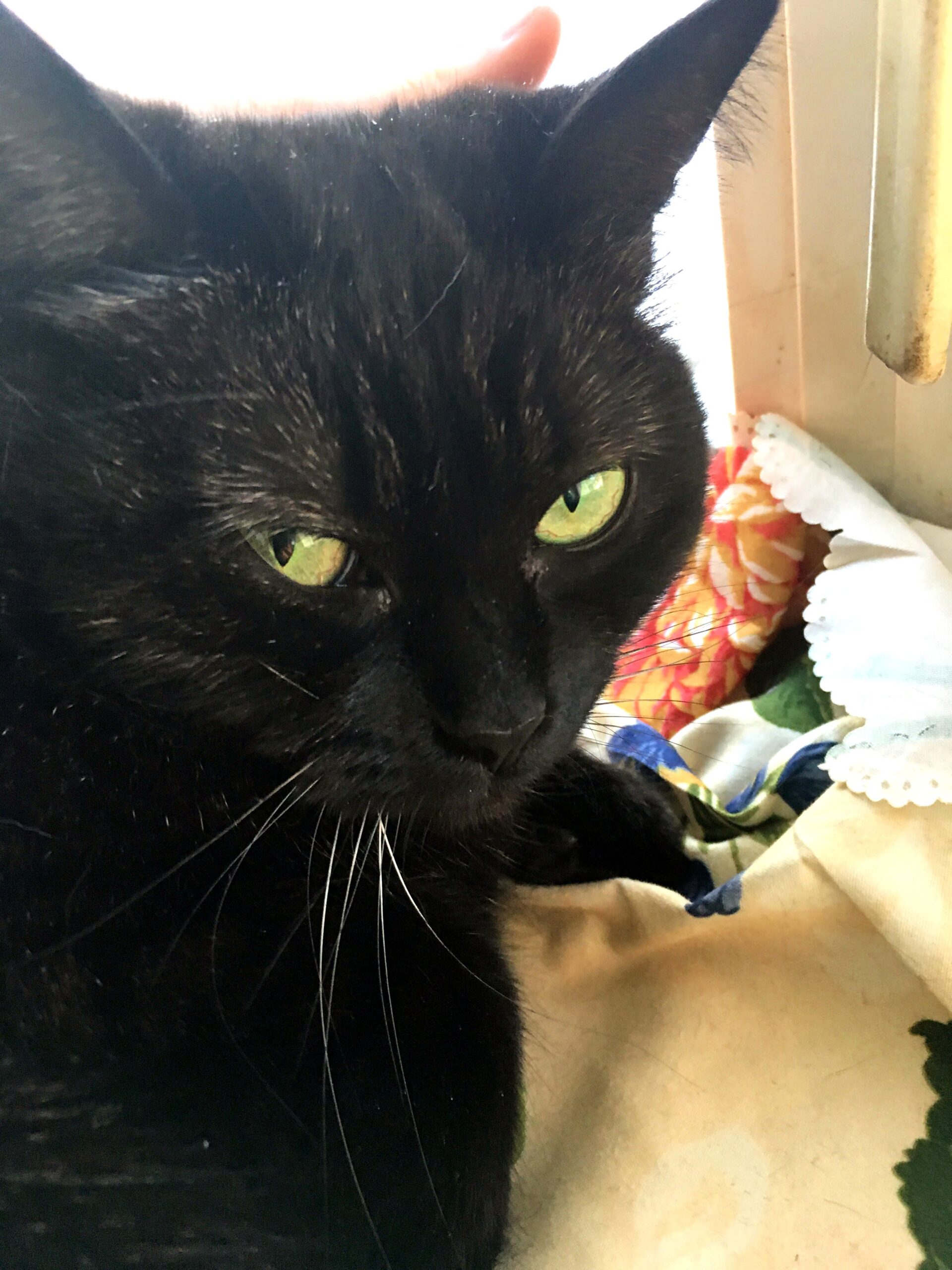 What Is My Cat DOING? Odd Cat Behaviors!