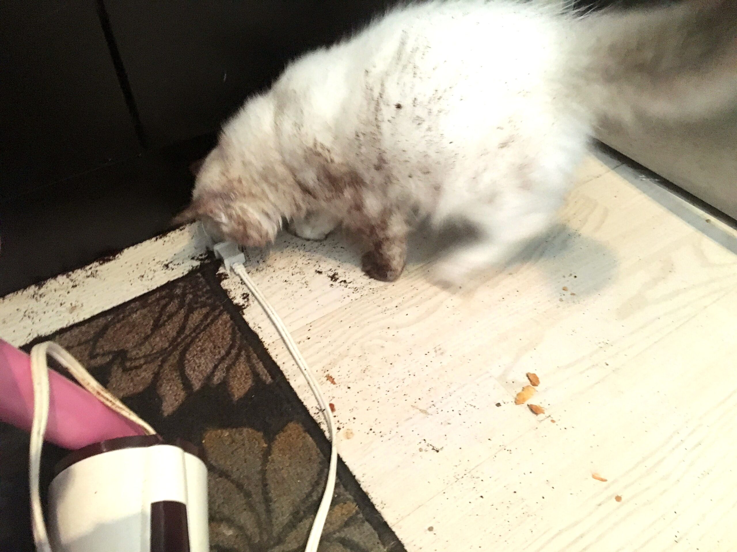 What Is My Cat DOING? Odd Cat Behaviors!