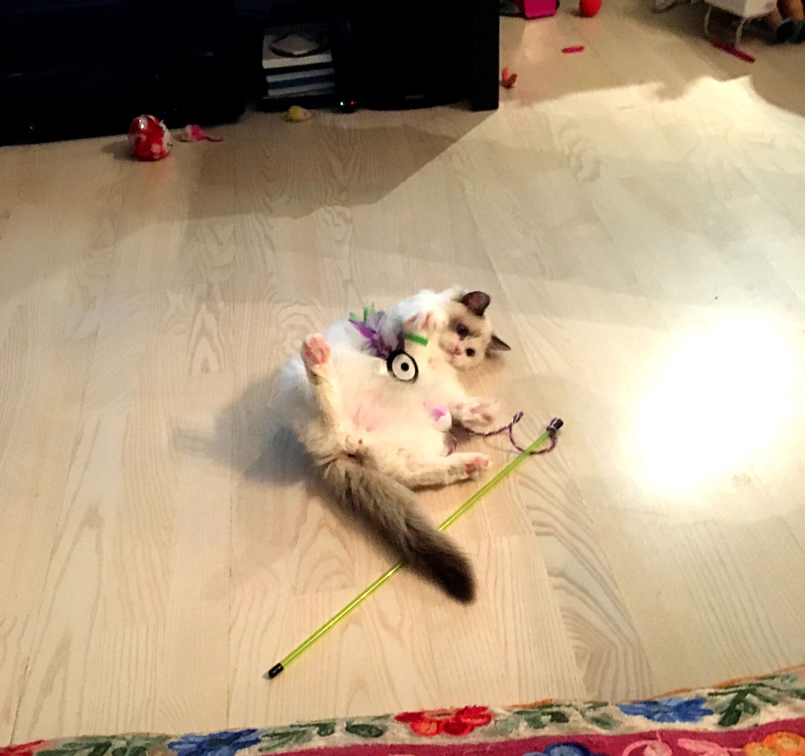 What Is My Cat DOING? Odd Cat Behaviors!