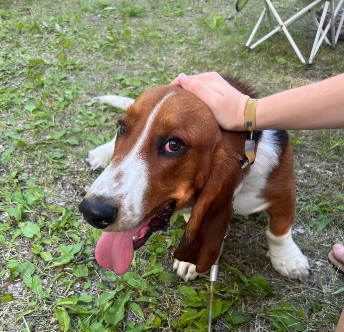 How To Budget With A Pet - Help! I've Got Pets