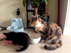 How To Budget With A Pet - Help! I've Got Pets