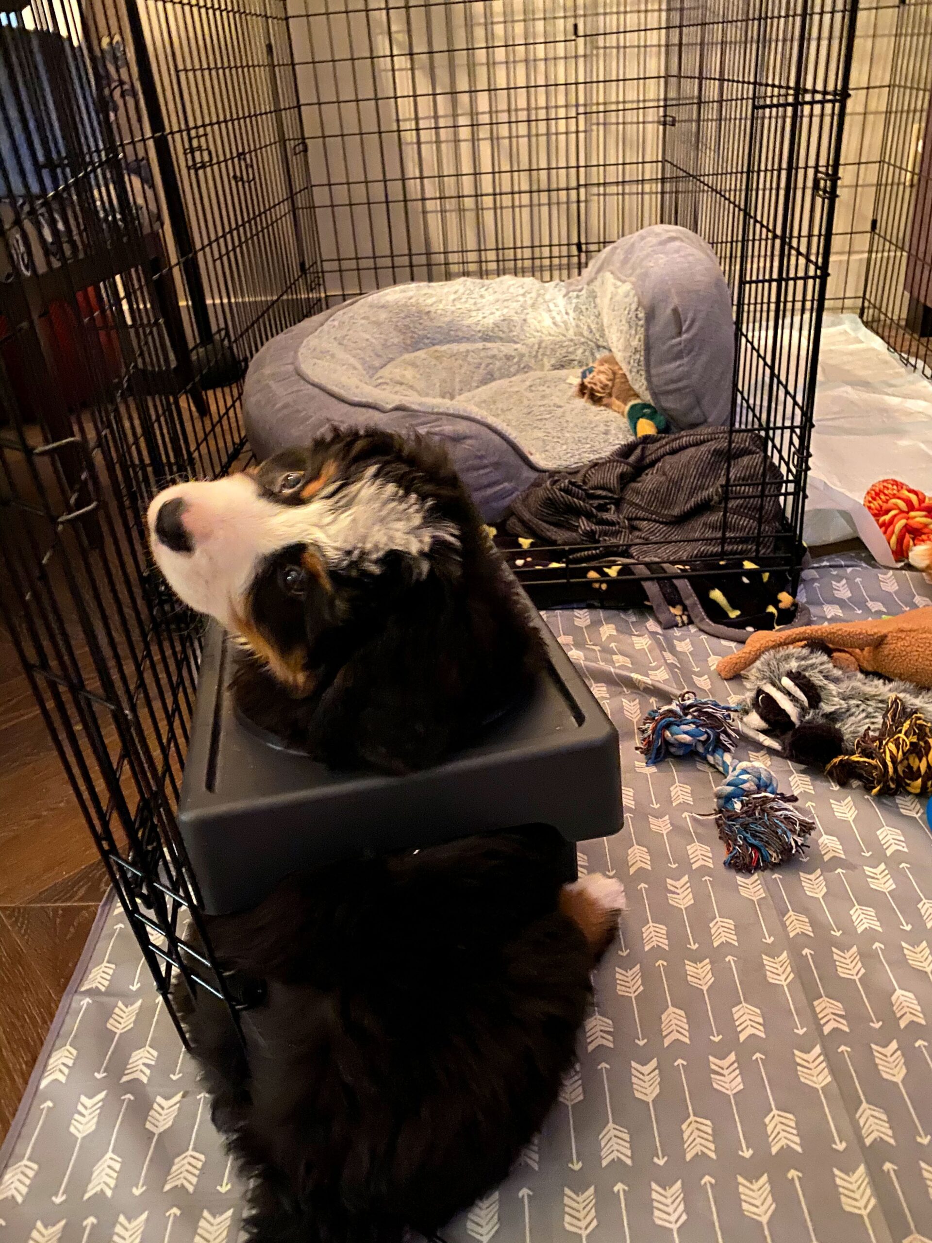 How To Budget With A Pet - Help! I've Got Pets